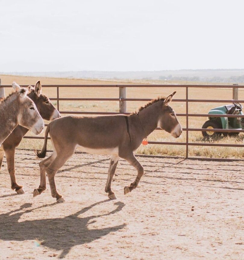 How to Adopt a Wild Donkey: A Helpful Beginner's Guide - Horse Rookie
