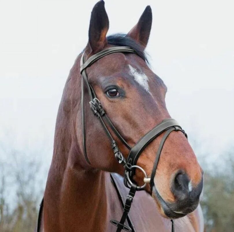 9 Best Dressage Bridles (Budget, Bling, Convertible) - Horse Rookie