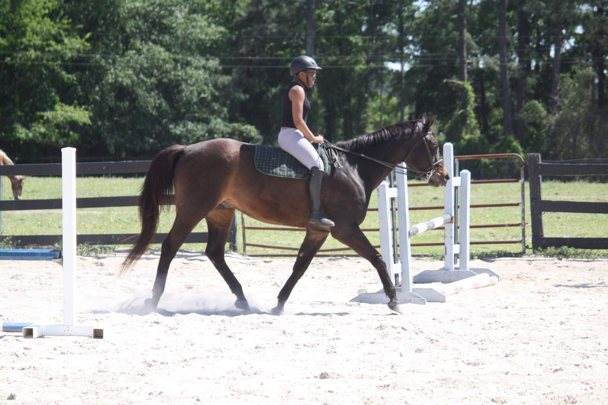 Horse Riding in High School and College (IEA, IHSA) - Horse Rookie