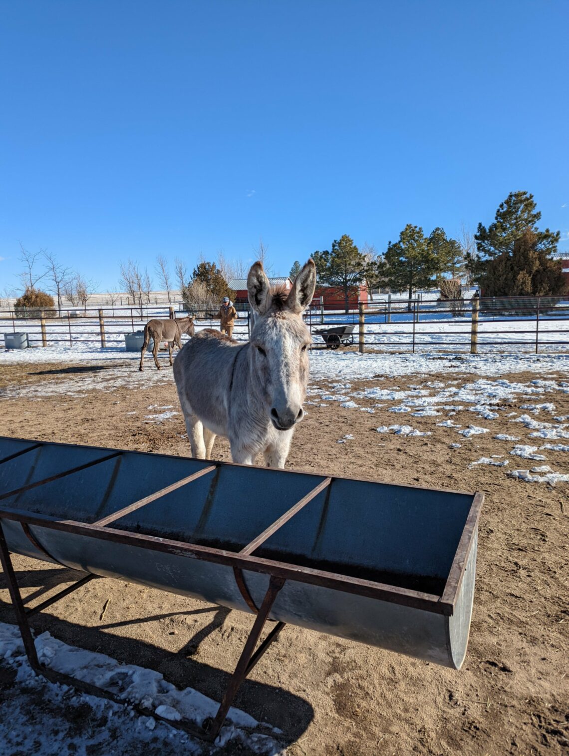 Donkey vs. horse nutrition: What's the difference? - Horse Rookie