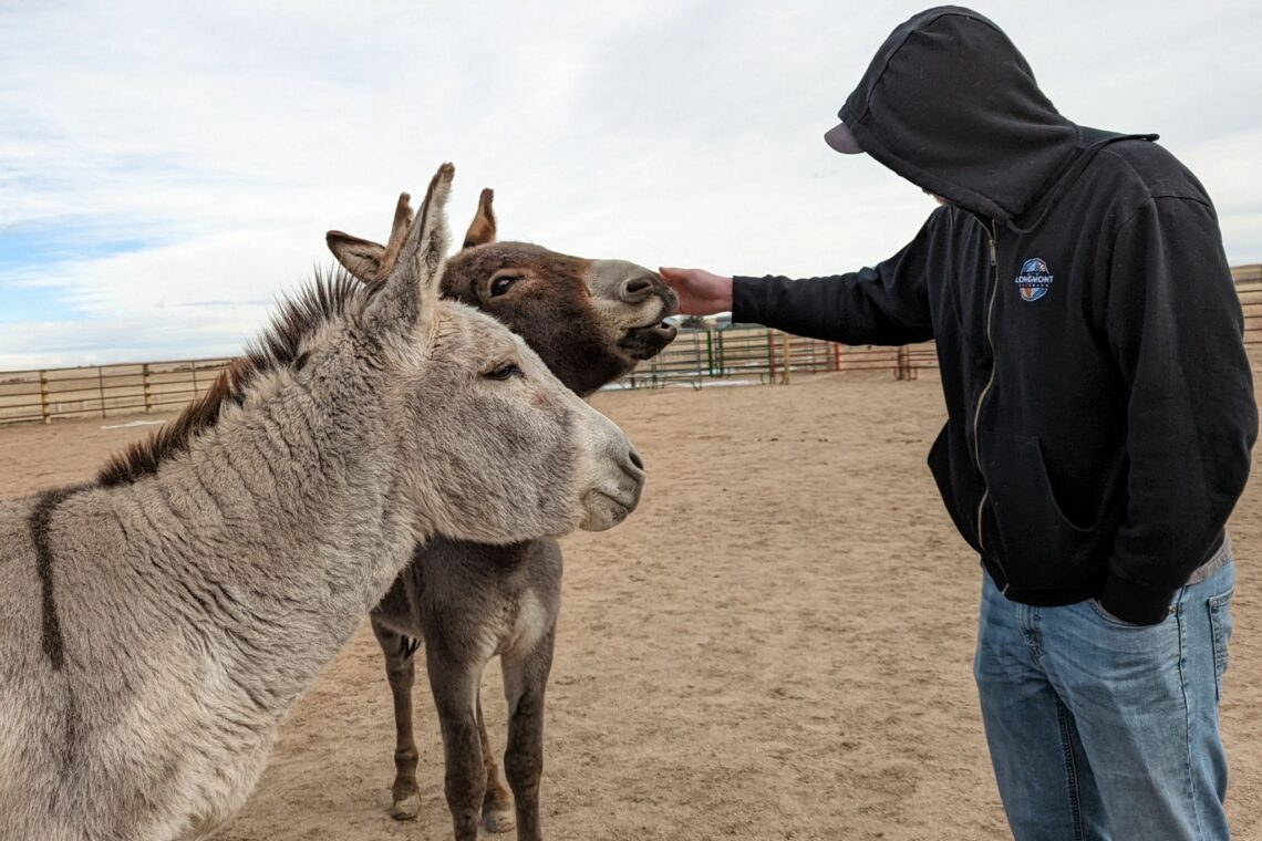 Do Donkeys Bite? (And How to Keep Your Fingers!) - Horse Rookie