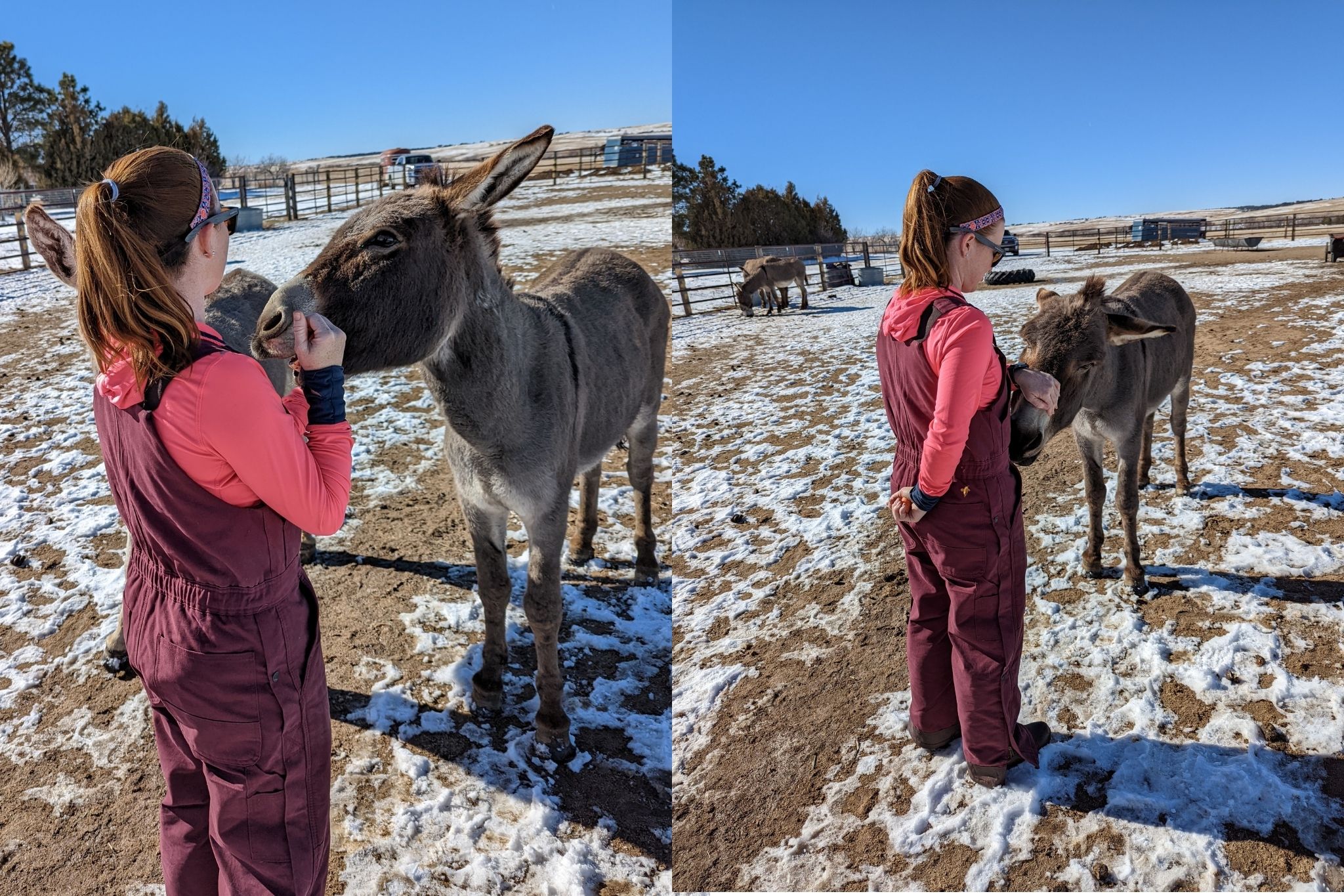 Do Donkeys Bite? (And How to Keep Your Fingers!) - Horse Rookie
