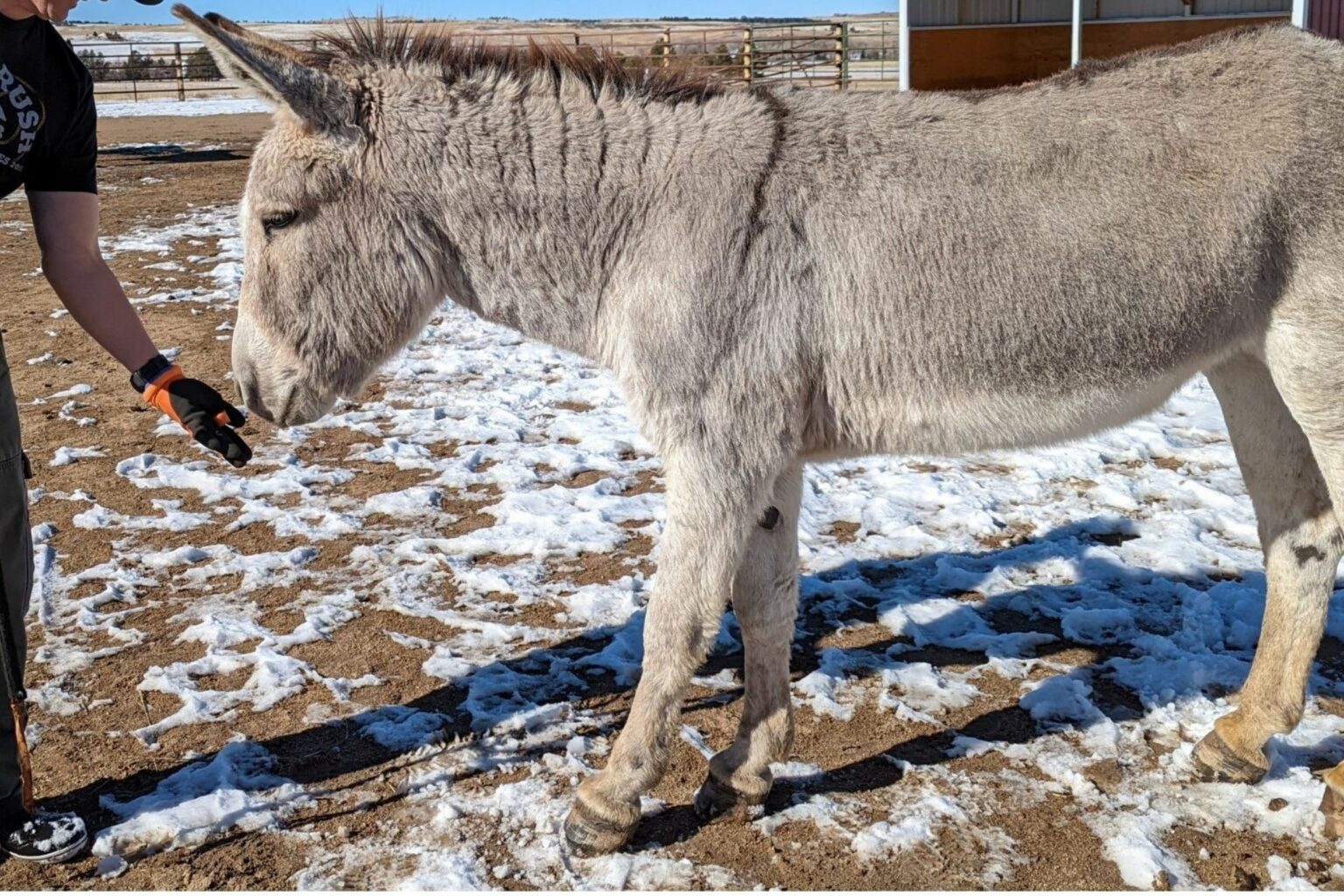 Do Donkeys Bite? (And How to Keep Your Fingers!) - Horse Rookie