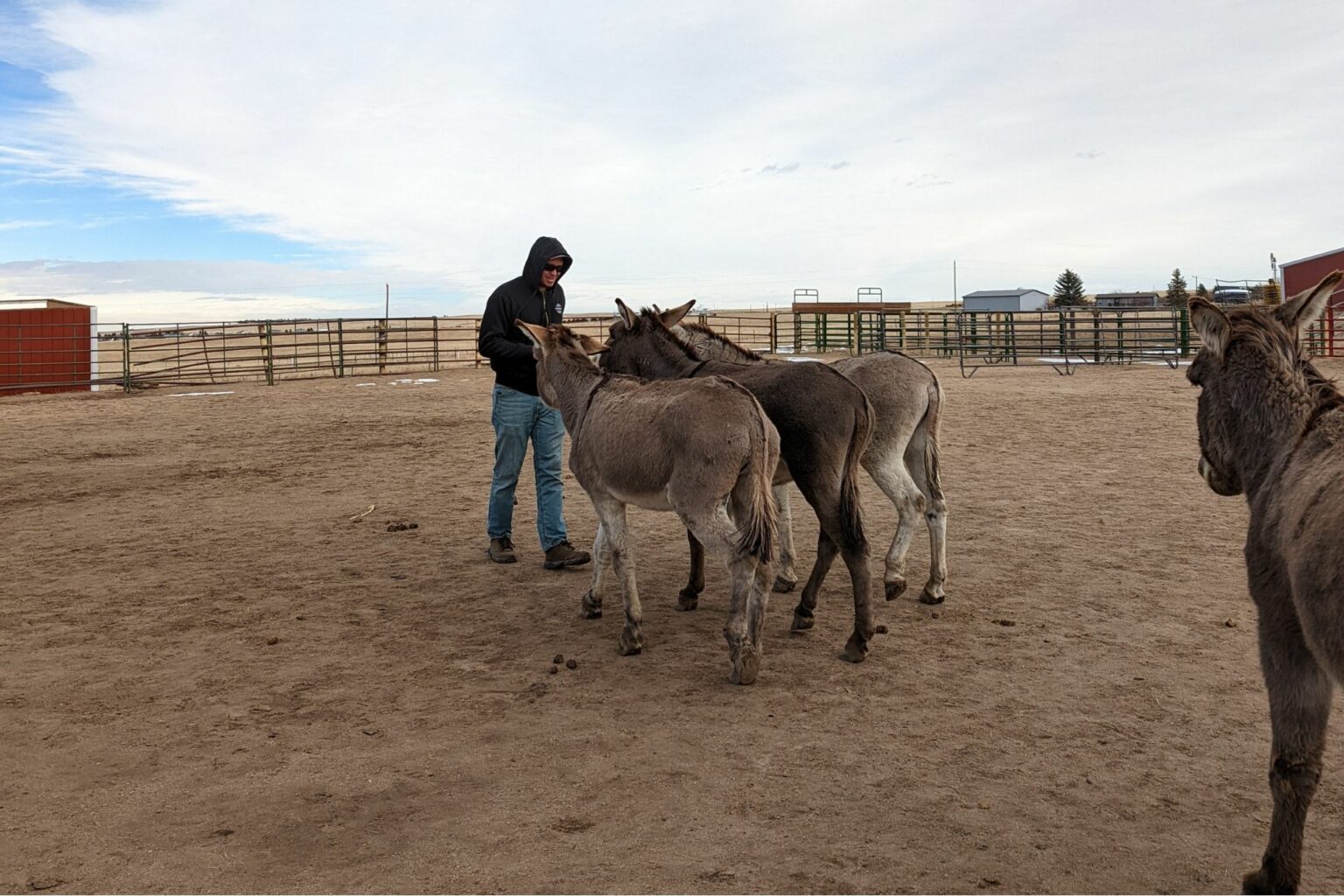 Owning Donkeys for Beginners (Pros, Cons, What to Expect) - Horse Rookie