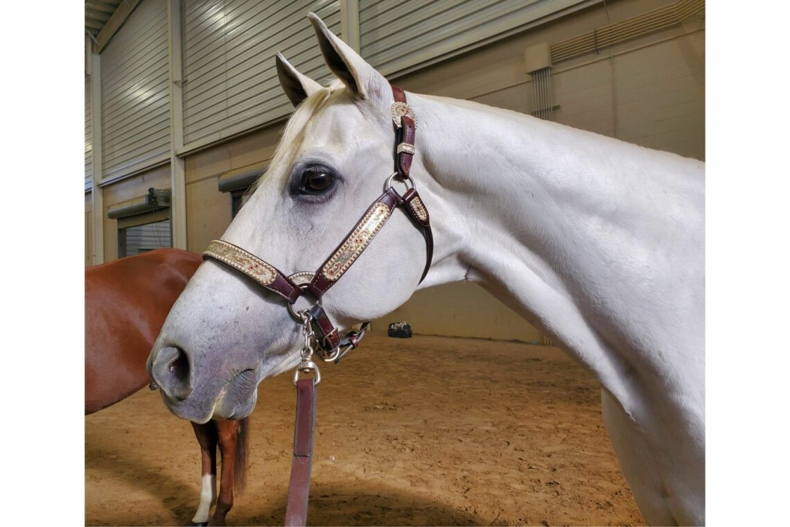 Appendix Quarter Horses: A Winning Combination - Horse Rookie