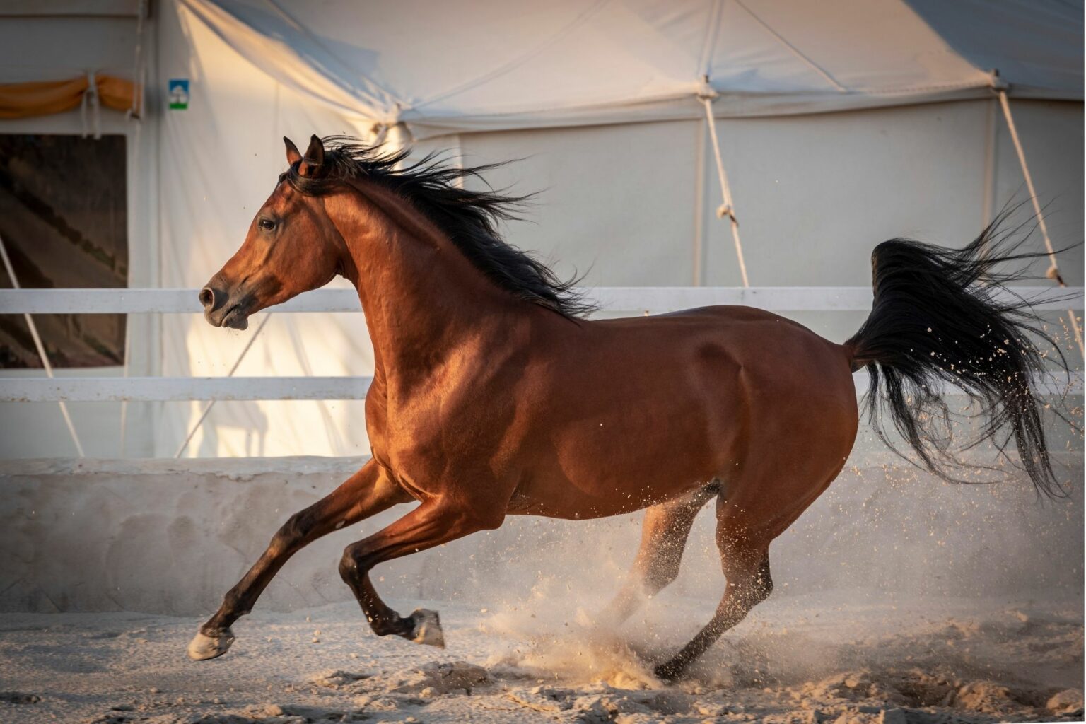 Equine Athlete FAQs: How Long Can a Horse Run?