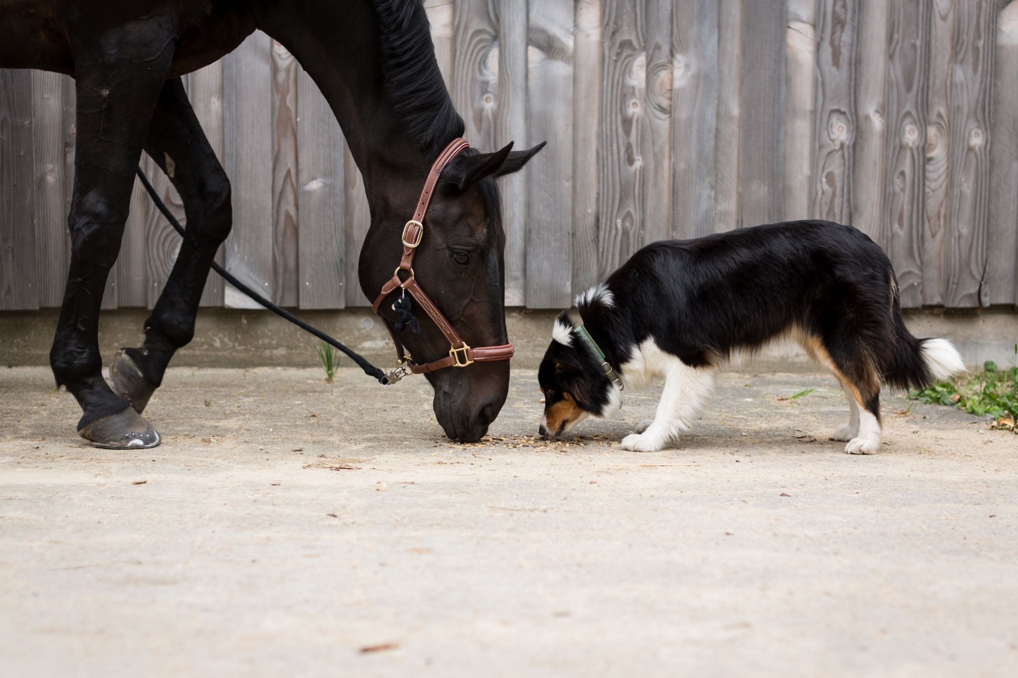 7 Best Dog Breeds for Horseback Riding Harmony - Horse Rookie
