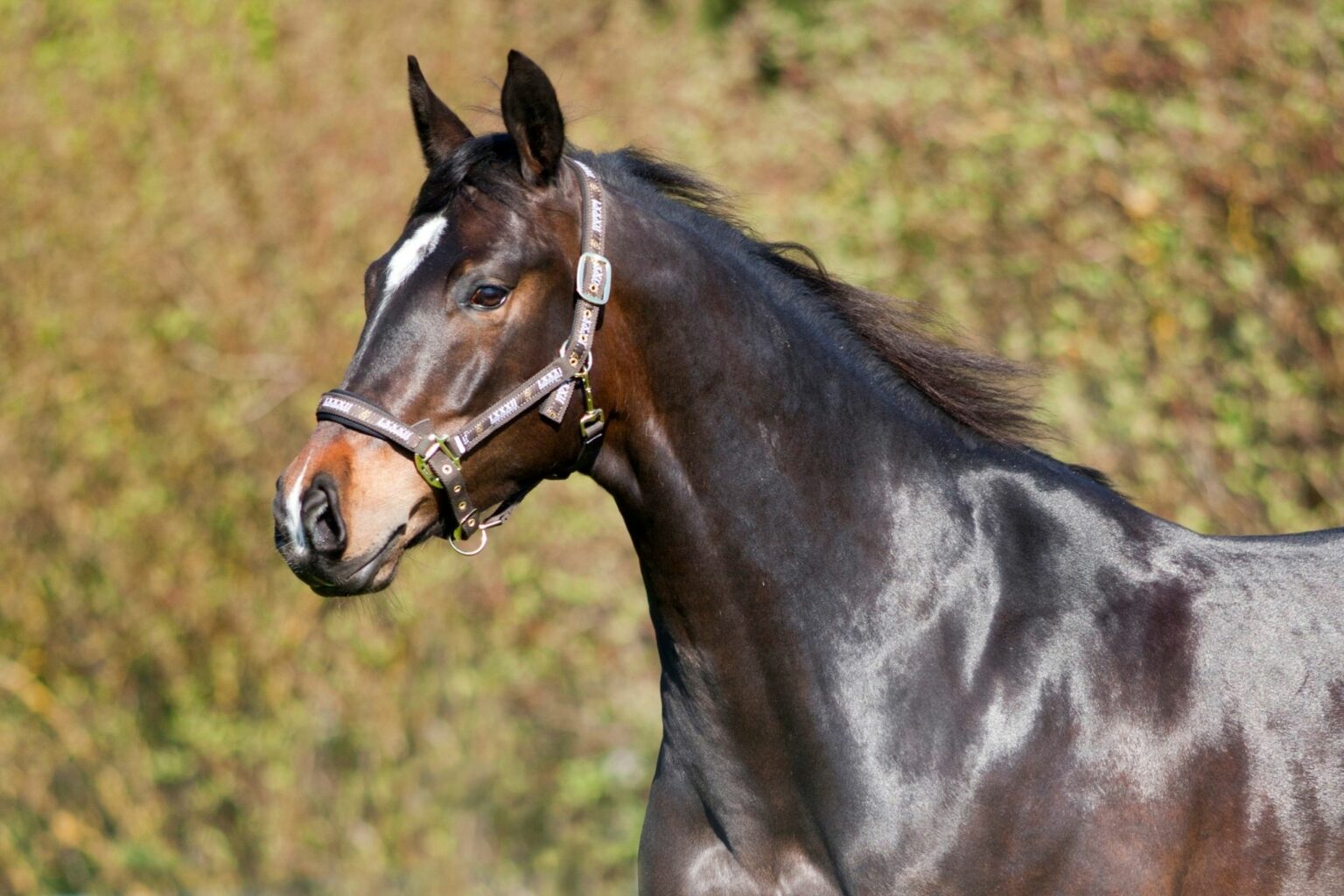 Appendix Quarter Horses: A Winning Combination - Horse Rookie