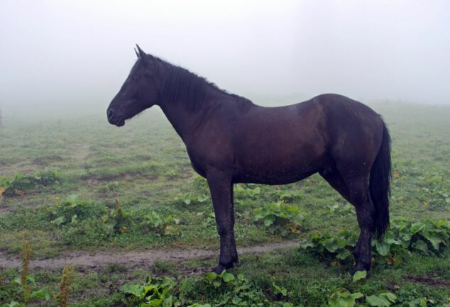 Cinched, Not Pinched: 8 Most Comfortable Girths for Horses