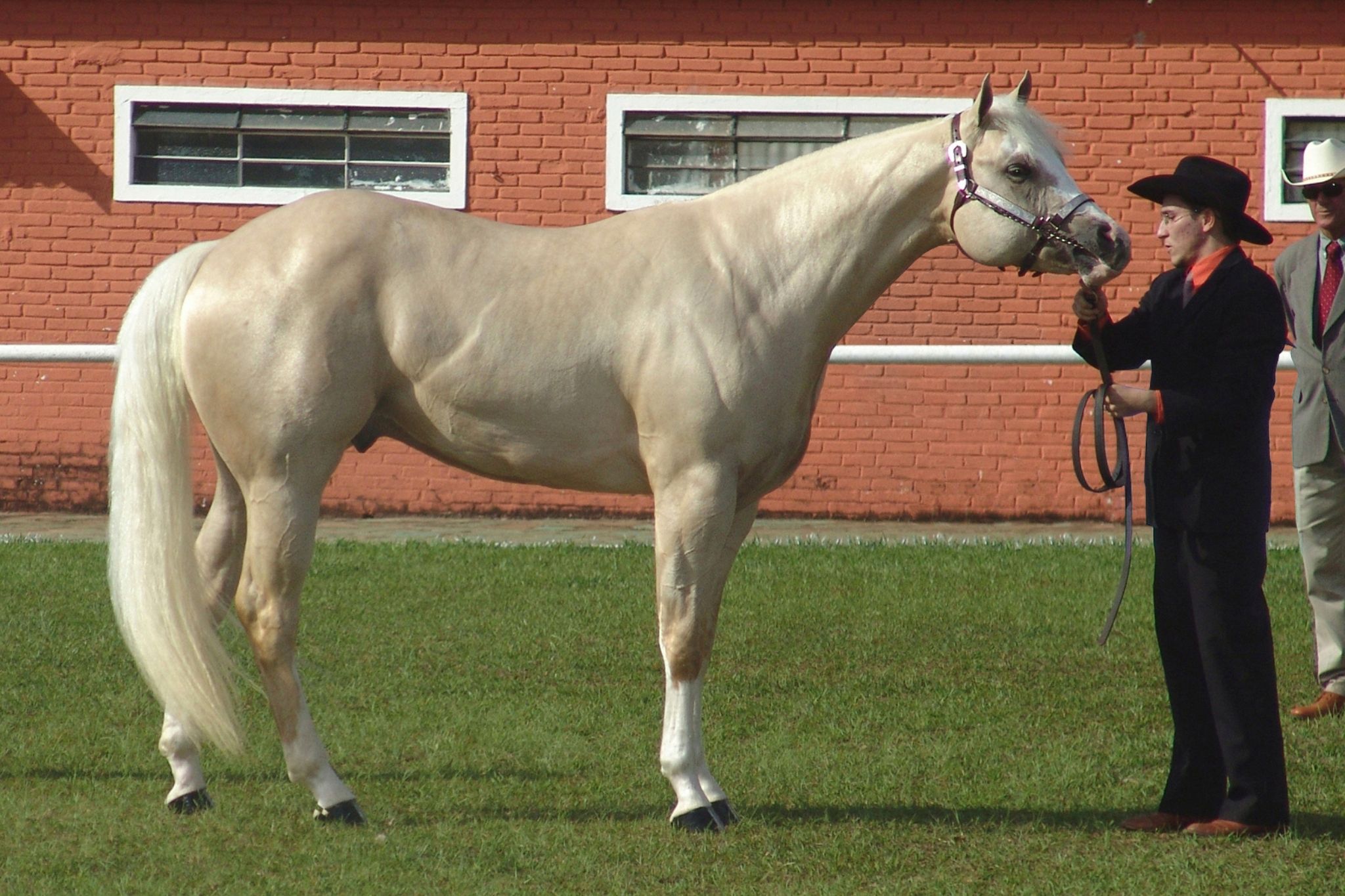 Horse Conformation Terminology Made Simple - Horse Rookie