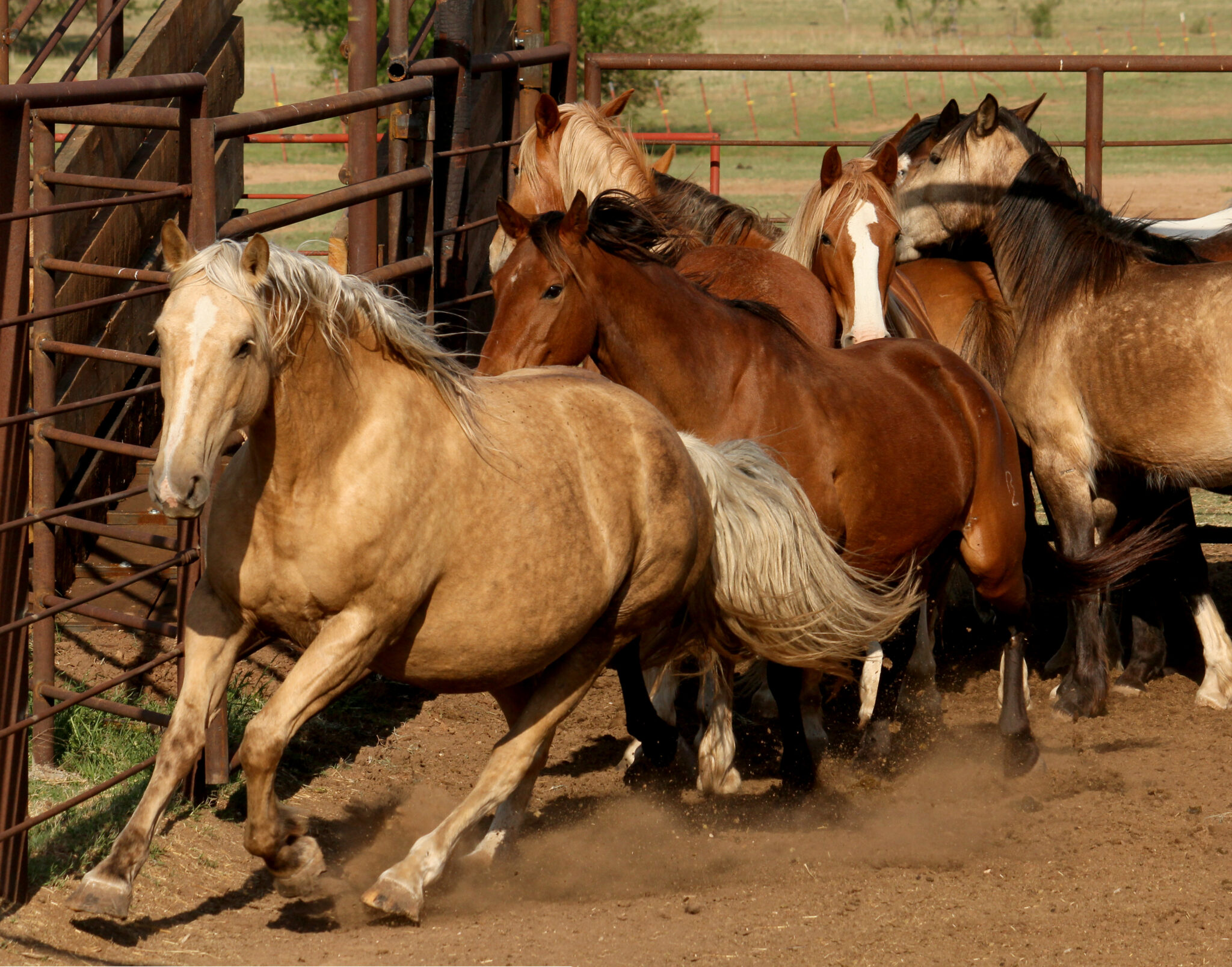 All About Horse Dapples (Genetics, Breeds, etc.) - Horse Rookie