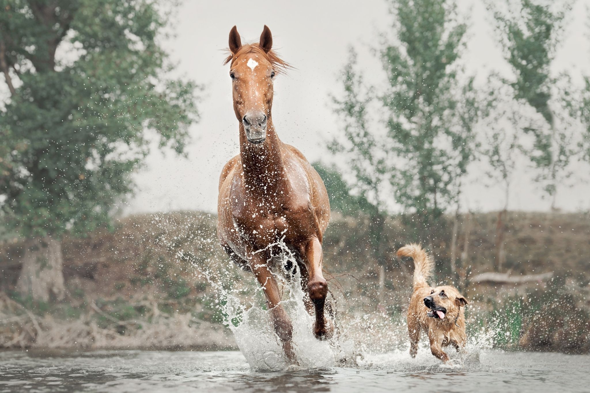 7 Best Dog Breeds for Horseback Riding Harmony - Horse Rookie