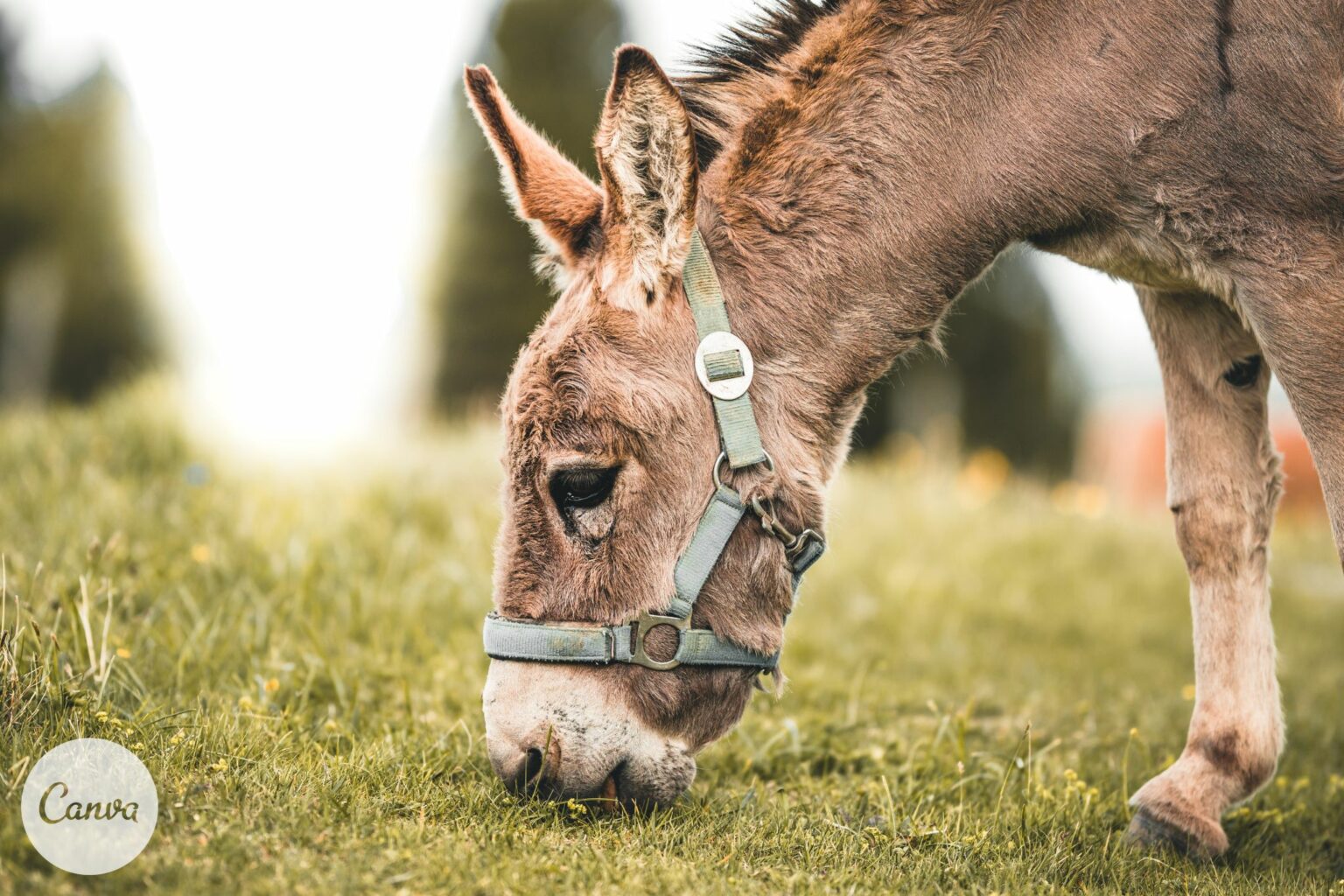 Owning Donkeys for Beginners (Pros, Cons, What to Expect) - Horse Rookie