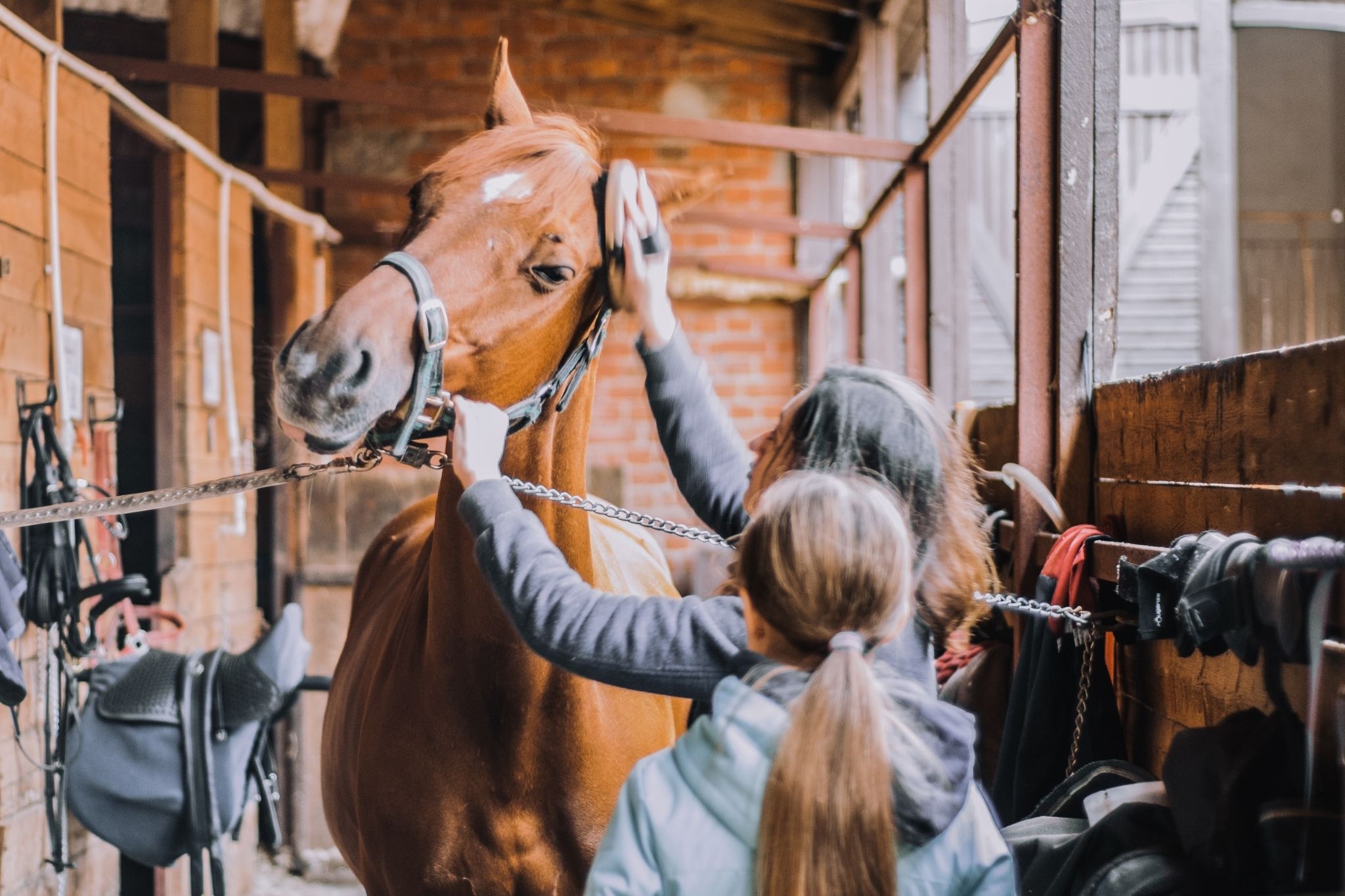 Horse Handling 101: A Helpful Beginner’s Guide - Horse Rookie