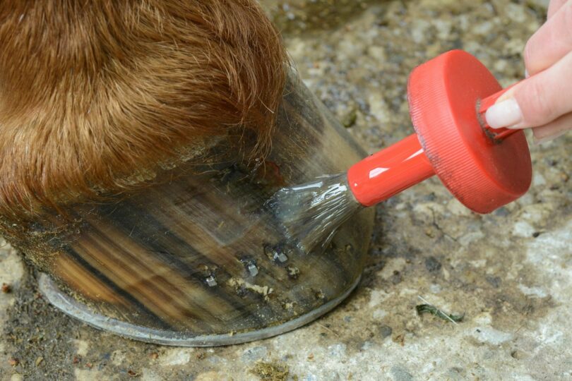 Horse Hoof Terminology Every Equestrian Should Know - Horse Rookie