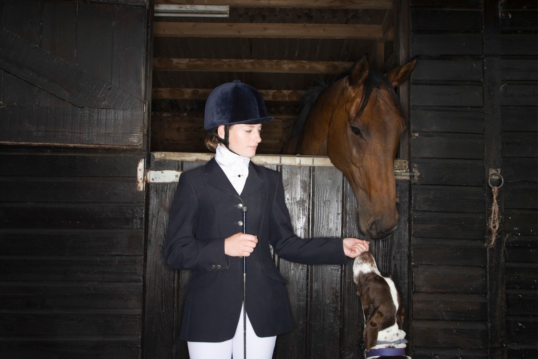 7 Best Dog Breeds for Horseback Riding Harmony - Horse Rookie