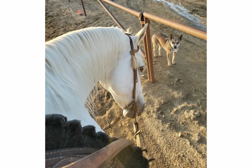 7 Best Dog Breeds for Horseback Riding Harmony - Horse Rookie