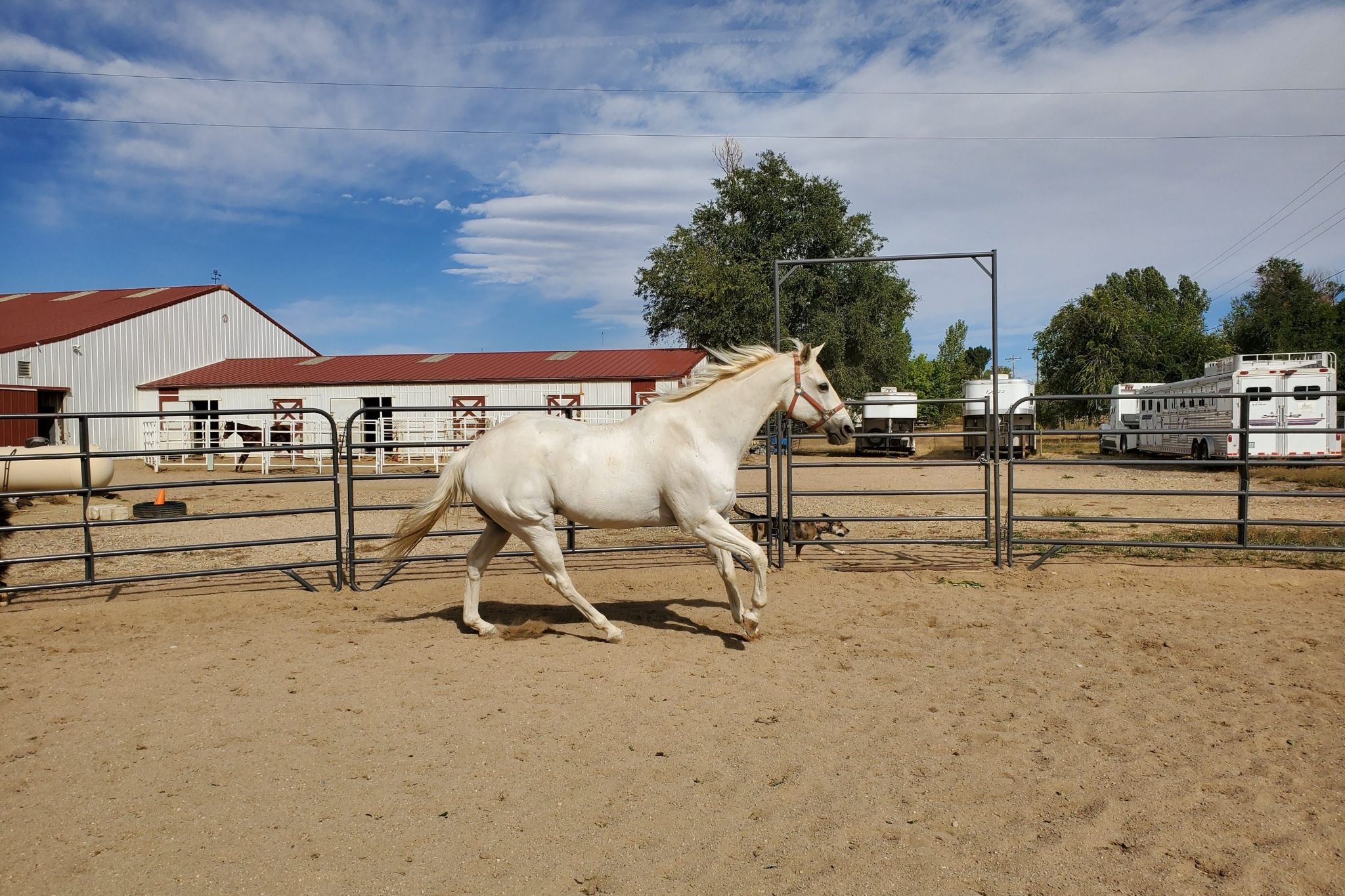 7 Best Dog Breeds for Horseback Riding Harmony - Horse Rookie