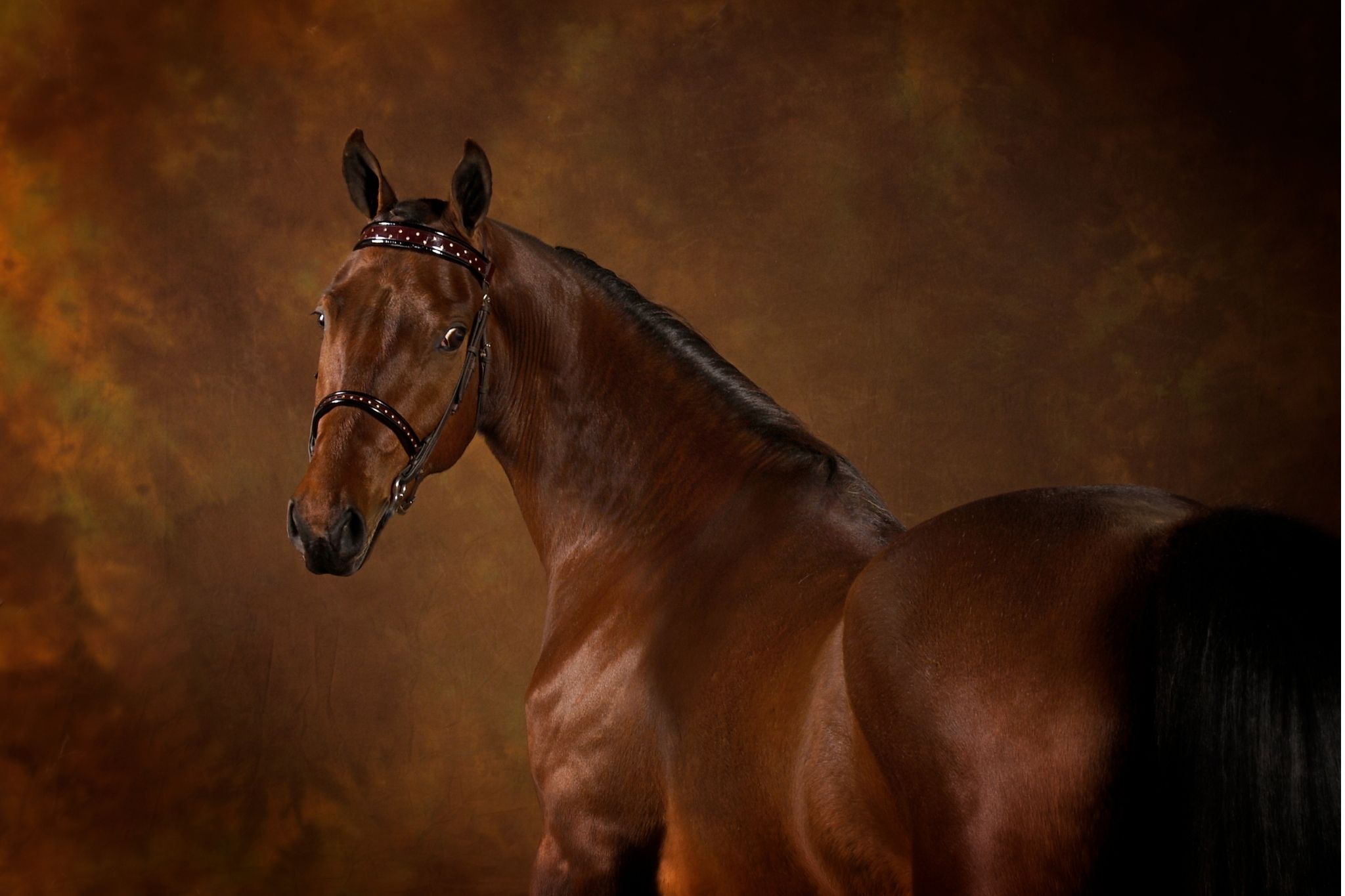 Gaited Horses for Beginners: What You Need to Know! - Horse Rookie