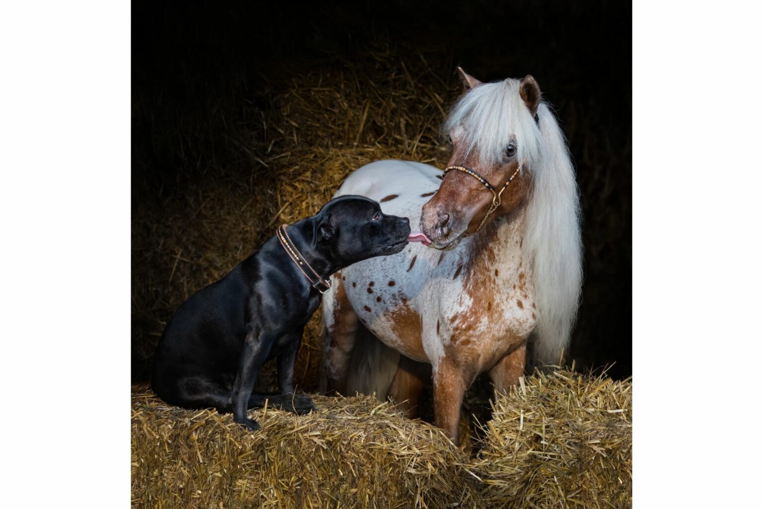 7 Best Dog Breeds for Horseback Riding Harmony - Horse Rookie