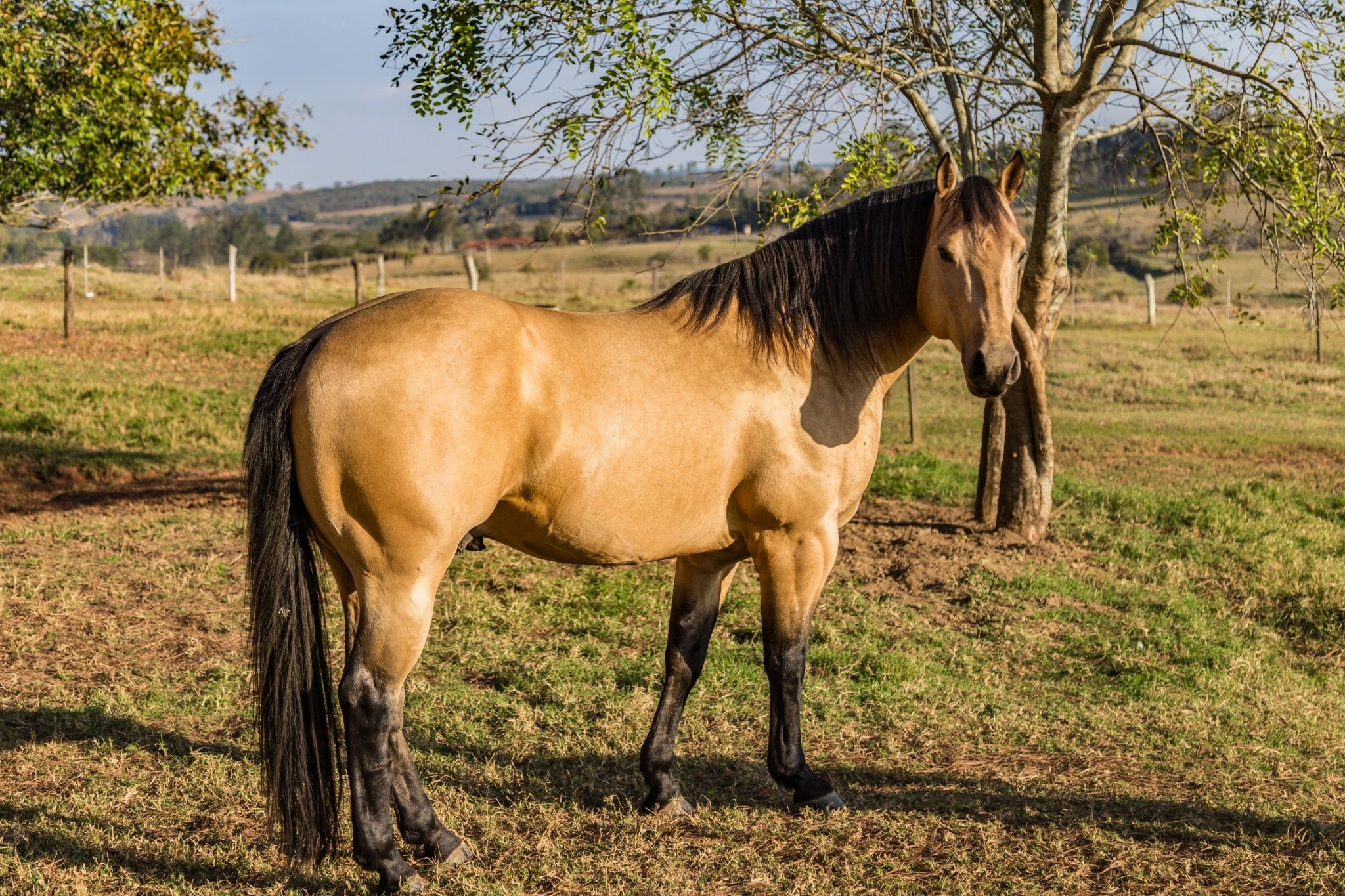 Appendix Quarter Horses: A Winning Combination - Horse Rookie