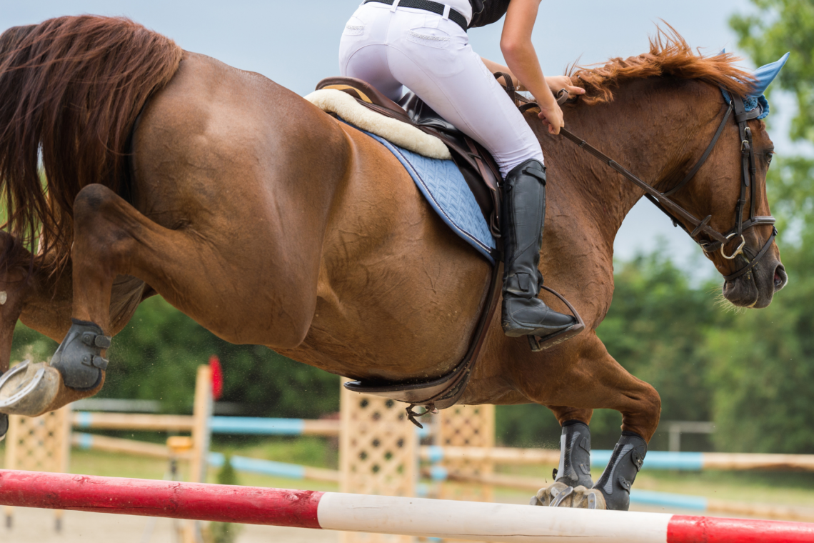 5 Trainer-Approved Horse Jumping Exercises for Beginners - Horse Rookie