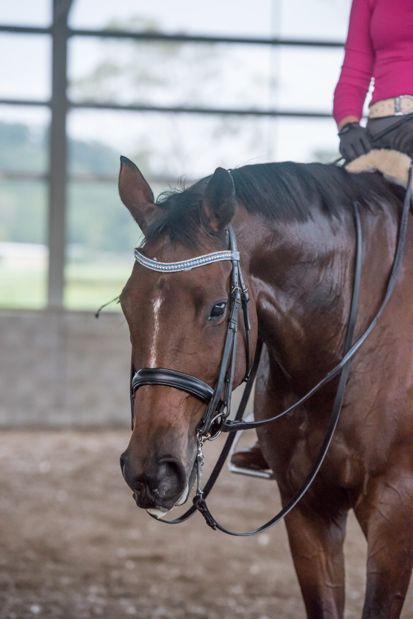 Dressage Tips: How to Use a Double Bridle for Beginners - Horse Rookie