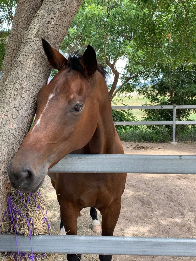 Clicker Training For Horses Clinic - Horse Rookie