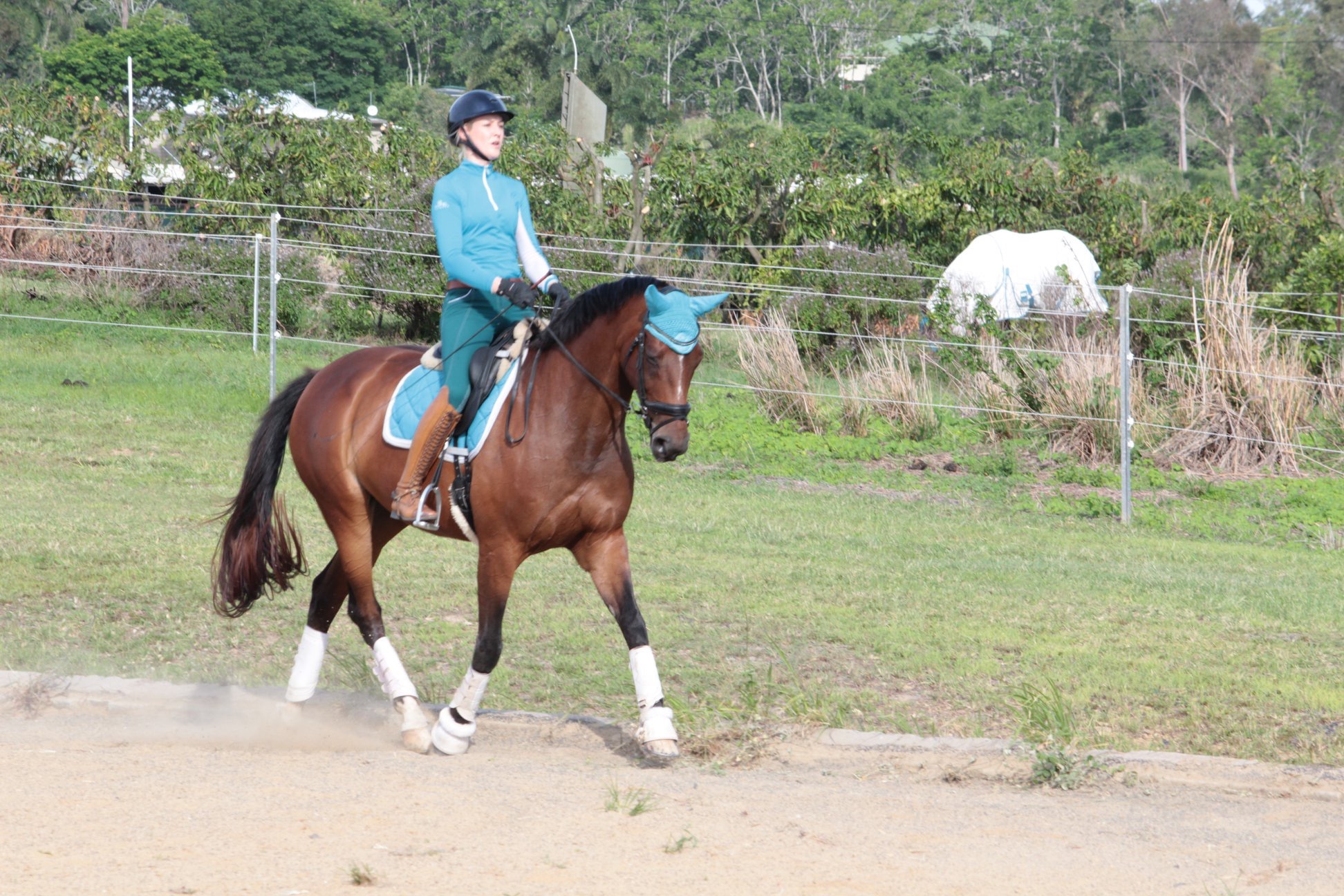 Equestrian Tip: Why It's Worth Working On The Basics - Horse Rookie