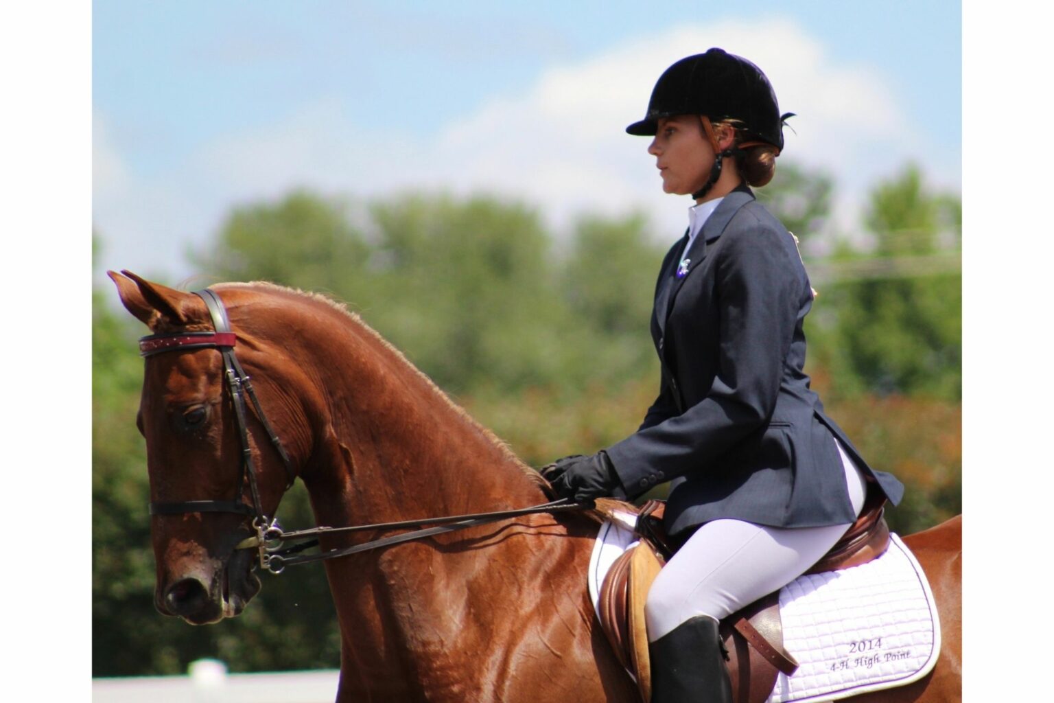 7 Amazing Gaited Horse Breeds You Need to Meet - Horse Rookie