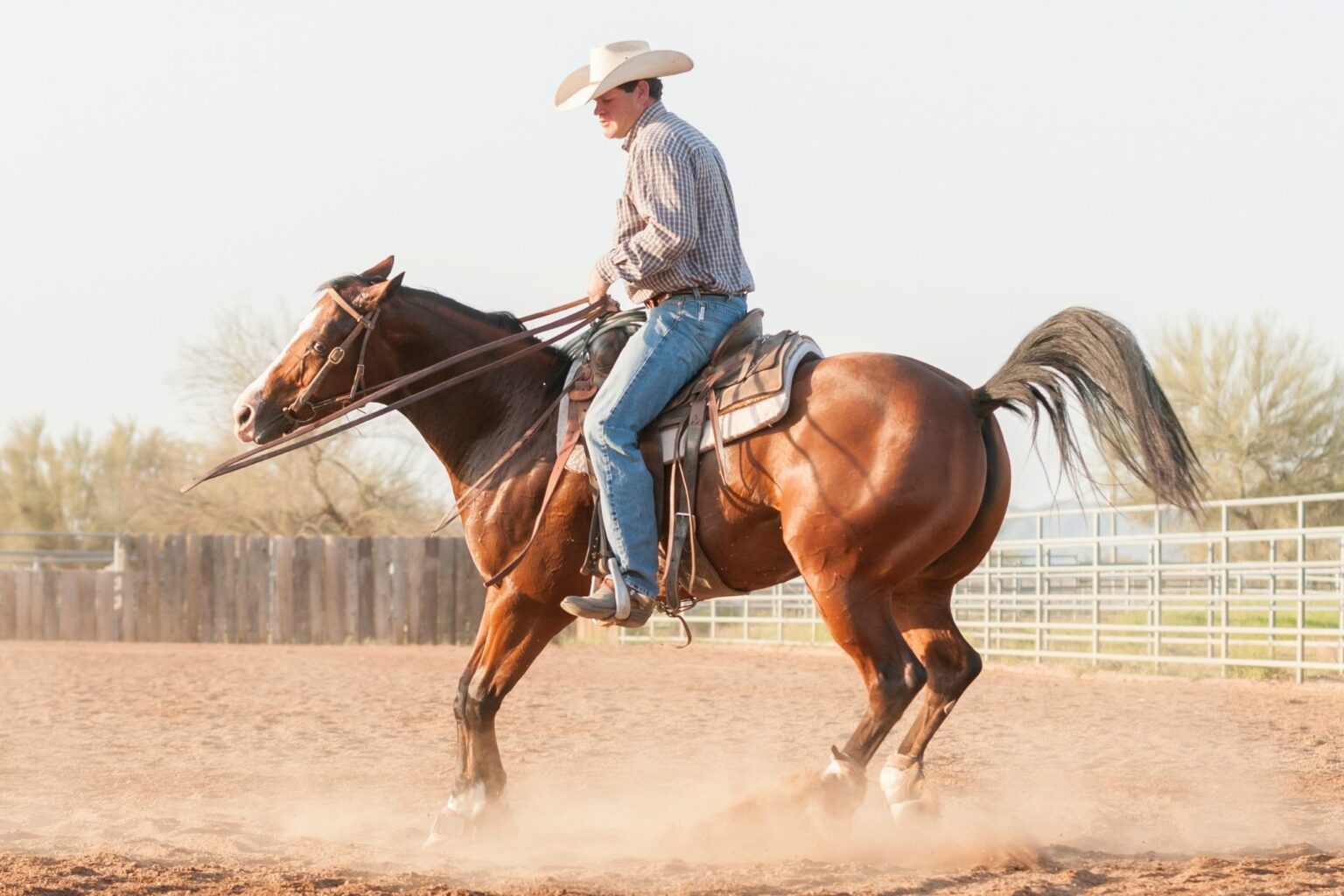 3 Best Horse Breeds for Reining in the Ribbons - Horse Rookie