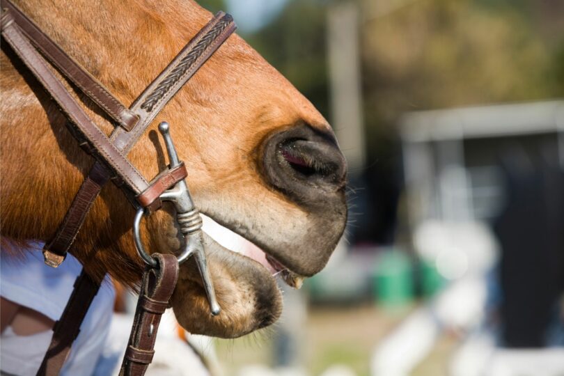 Bit Basics: Terms All Horse Riders Need to Know - Horse Rookie