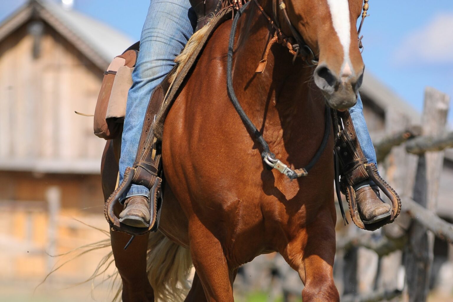 Cushy Tushy: 7 Most Comfortable Trail Saddles