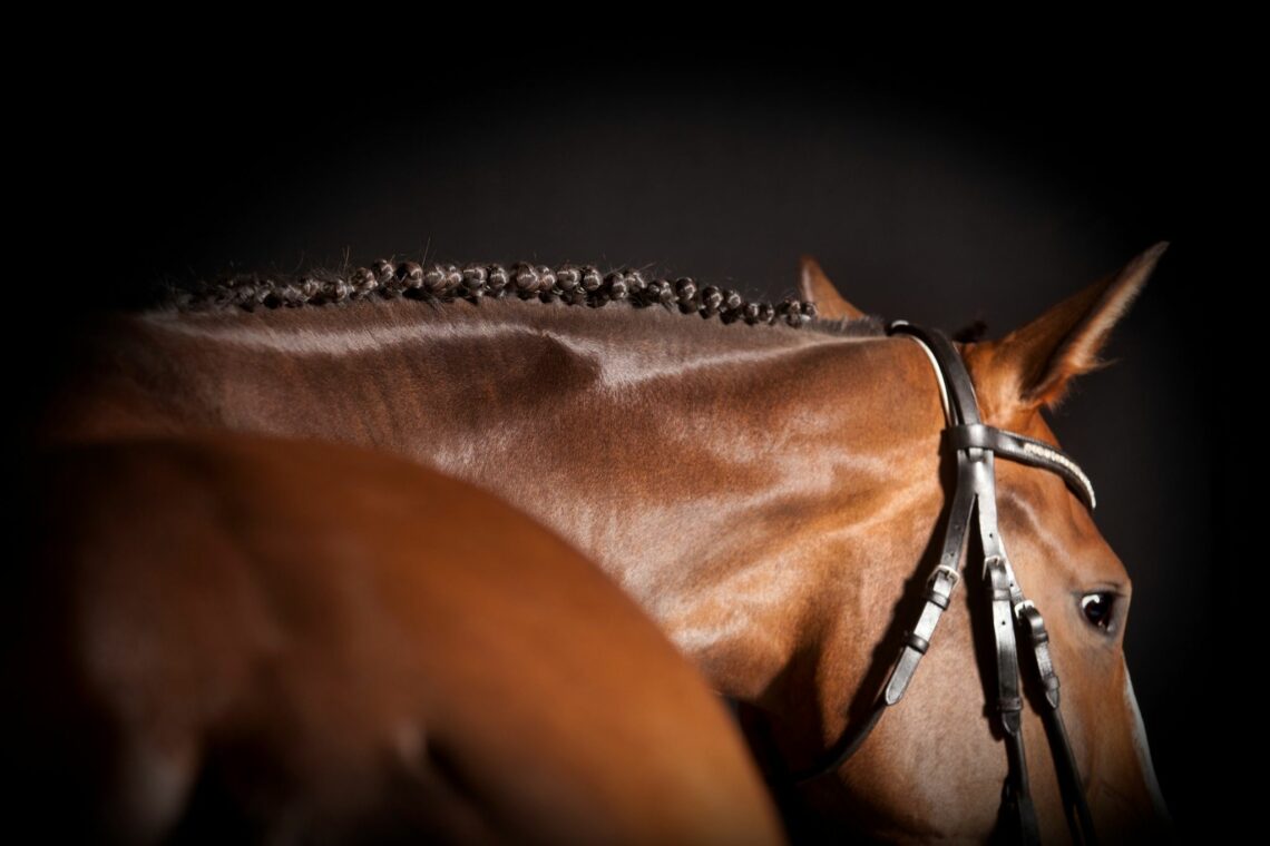 Mane Braiding Faq Hunter Vs Dressage Braids Horse Rookie