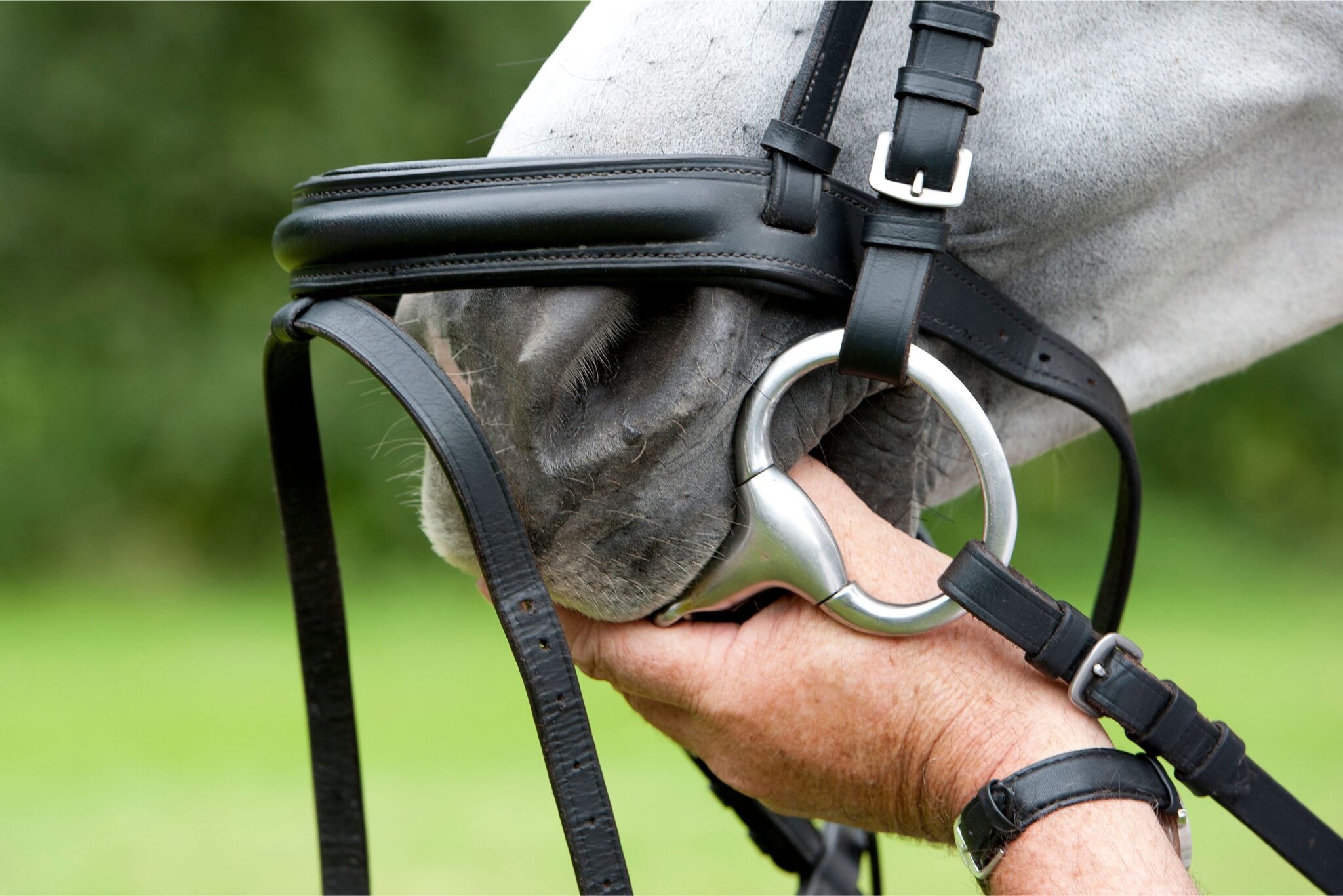 5 Soft Bits for Horses With a Sensitive Side - Horse Rookie