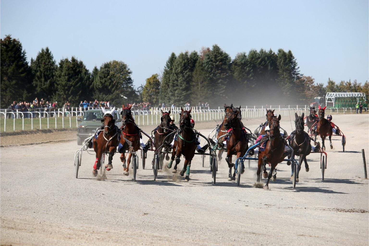 7 Amazing Gaited Horse Breeds You Need to Meet - Horse Rookie
