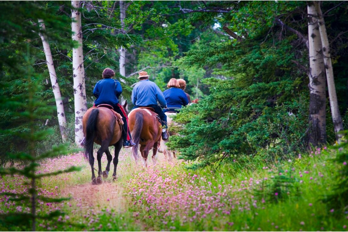 6 Best Cinches for Trail Riding in All-Day Comfort - Horse Rookie