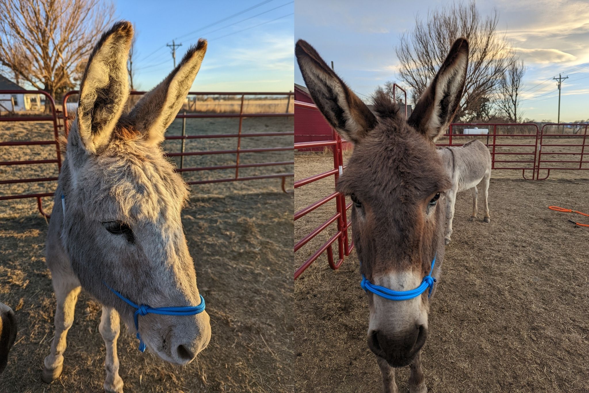 5 Simple Steps to Halter Training Your Wild Donkey - Horse Rookie
