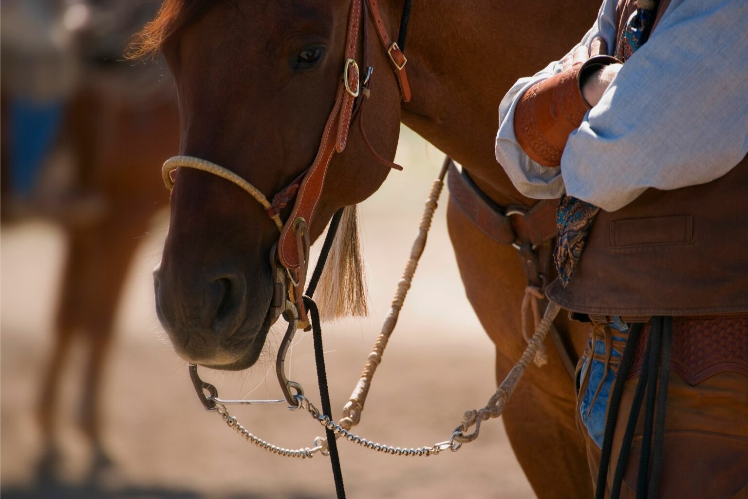 Western FAQ: What Exactly Is a Bridle Horse? - Horse Rookie