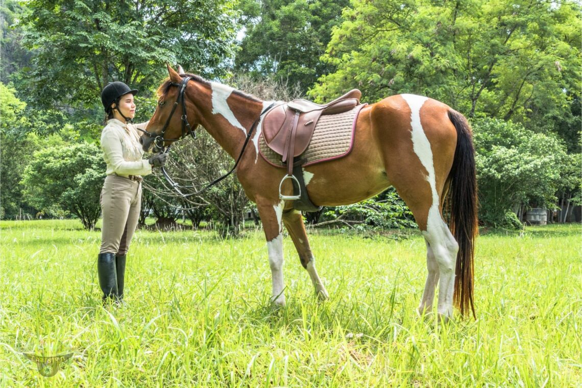 Nice to Meet Ya! How to Introduce Yourself to a Horse - Horse Rookie