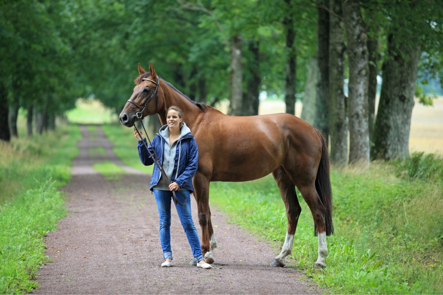 Towering Horses: 5 Best Breeds for Tall Riders - Horse Rookie
