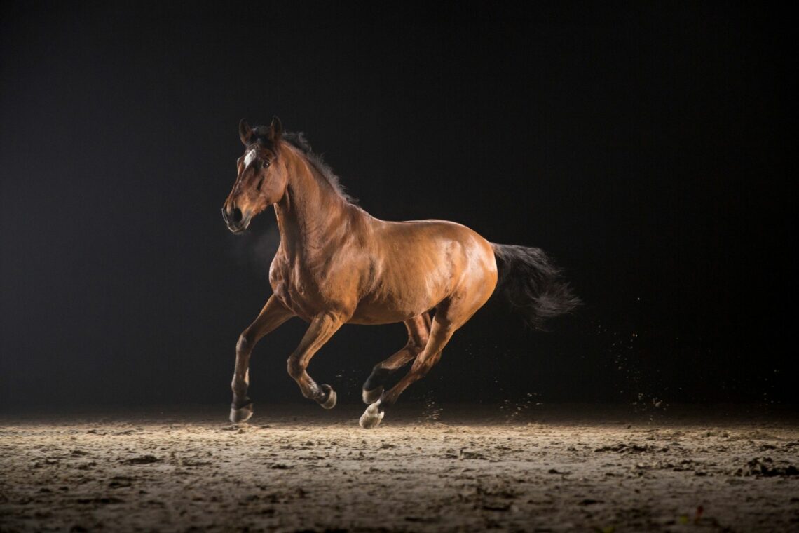 A Guide to Horse Gaits: Terminology for Beginners - Horse Rookie