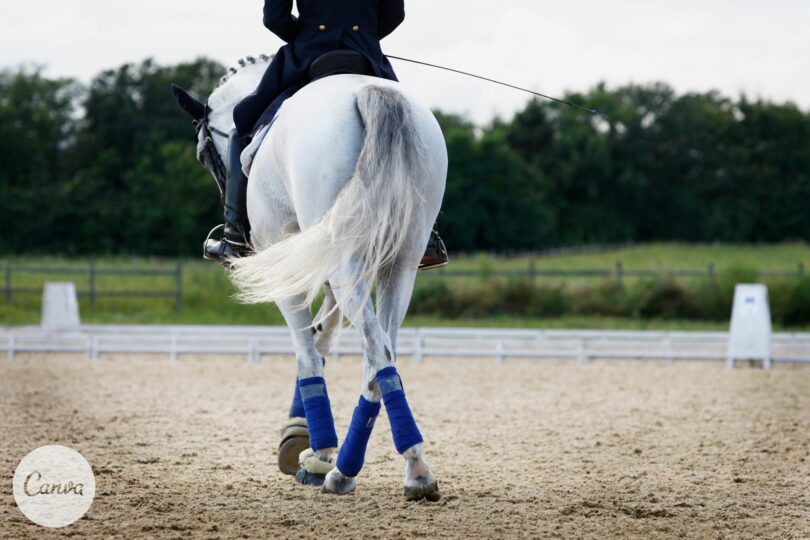 Breaking Down Horse Show Jumping Heights (Rookie Guide) - Horse Rookie