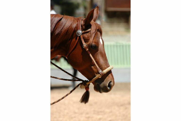 Western FAQ: What Exactly Is a Bridle Horse? - Horse Rookie