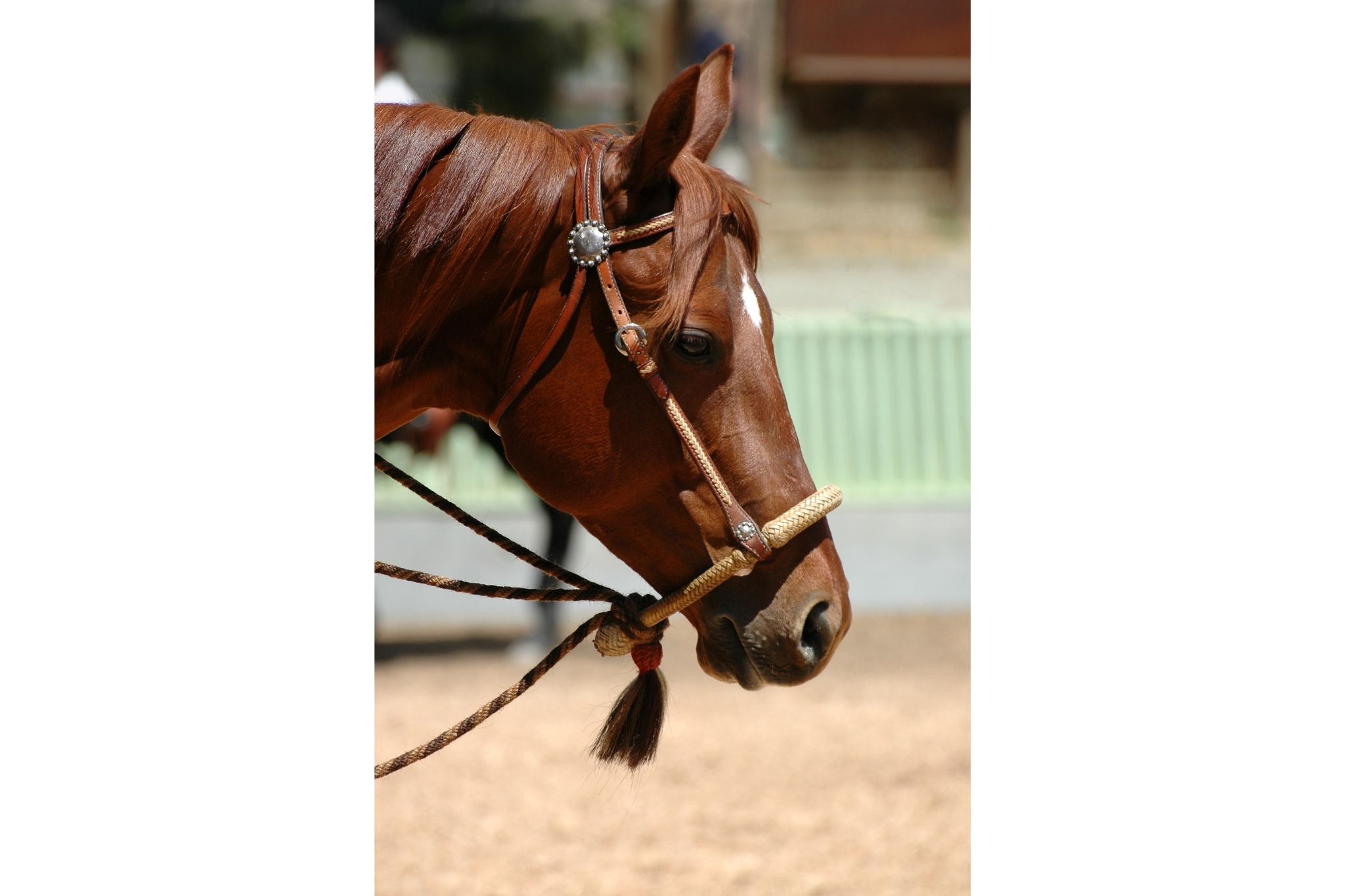 Western FAQ: What Exactly Is a Bridle Horse? - Horse Rookie