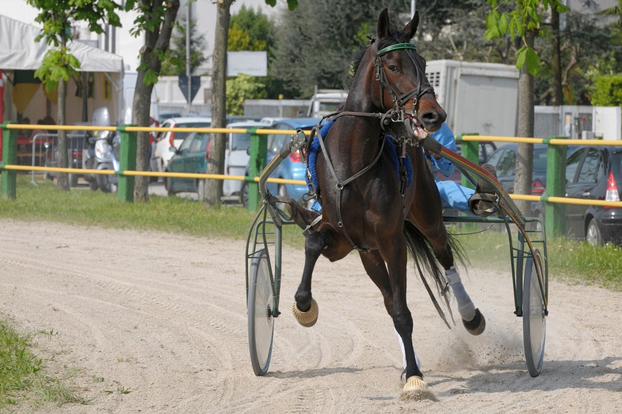 Bred for Speed, Born to Run: Racing Breeds 101 - Horse Rookie