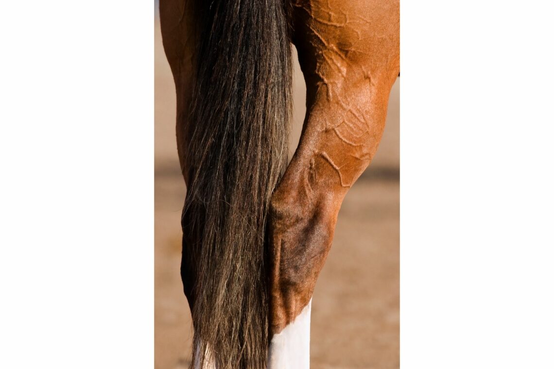 Hock Injections 101: How Your Horse Might Benefit