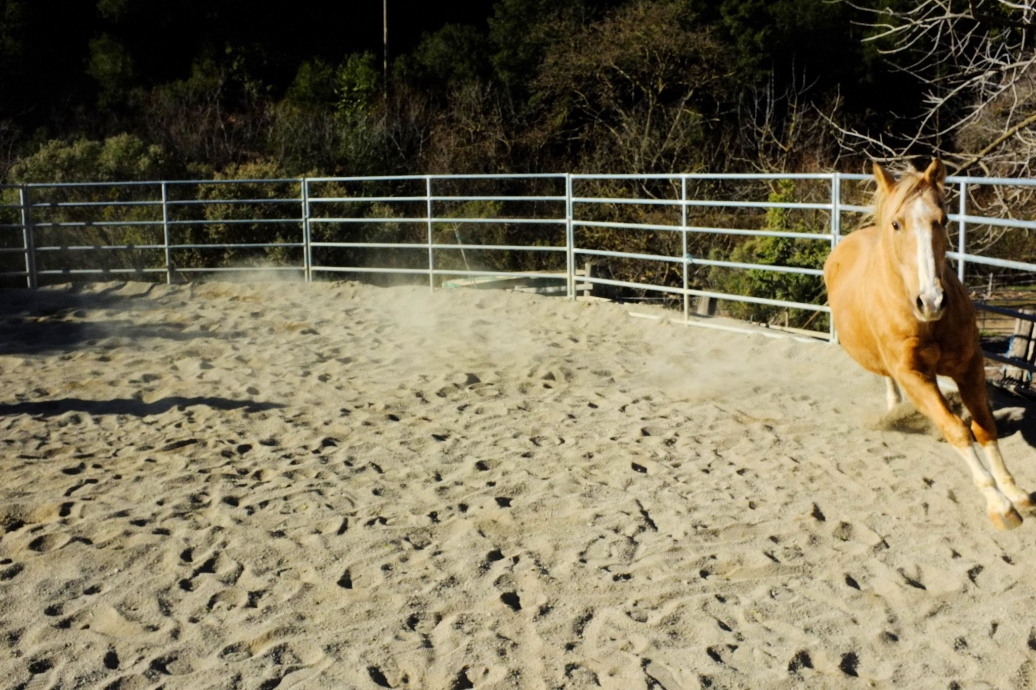 Horse Round Pens: What's the Perfect # of Panels? - Horse Rookie