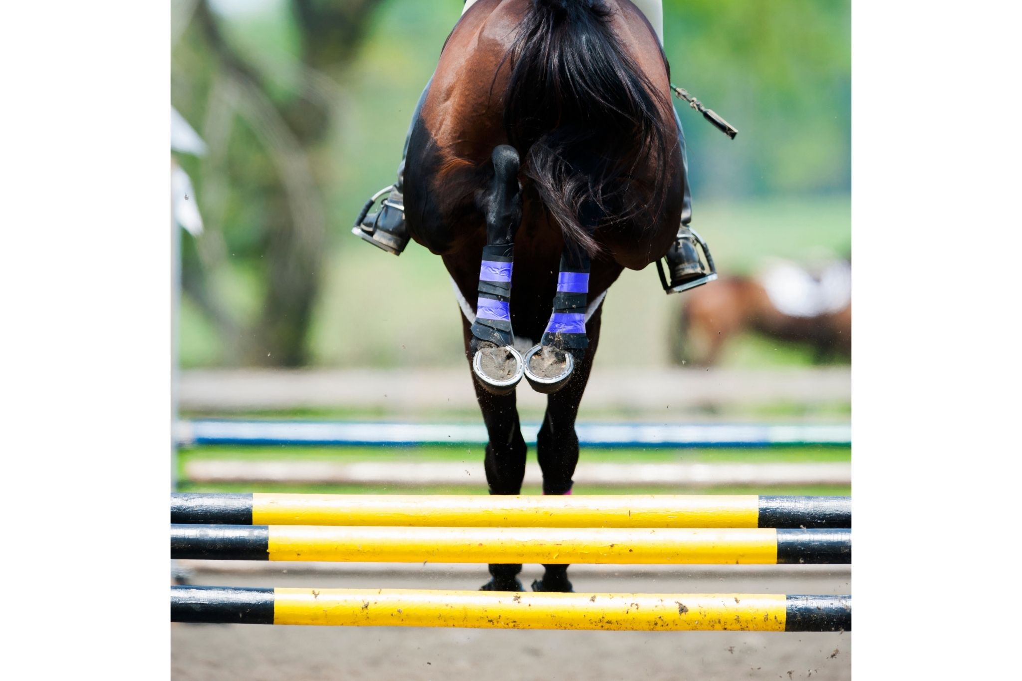 How to Walk (And Ride!) a Bounce Jump for Beginners - Horse Rookie