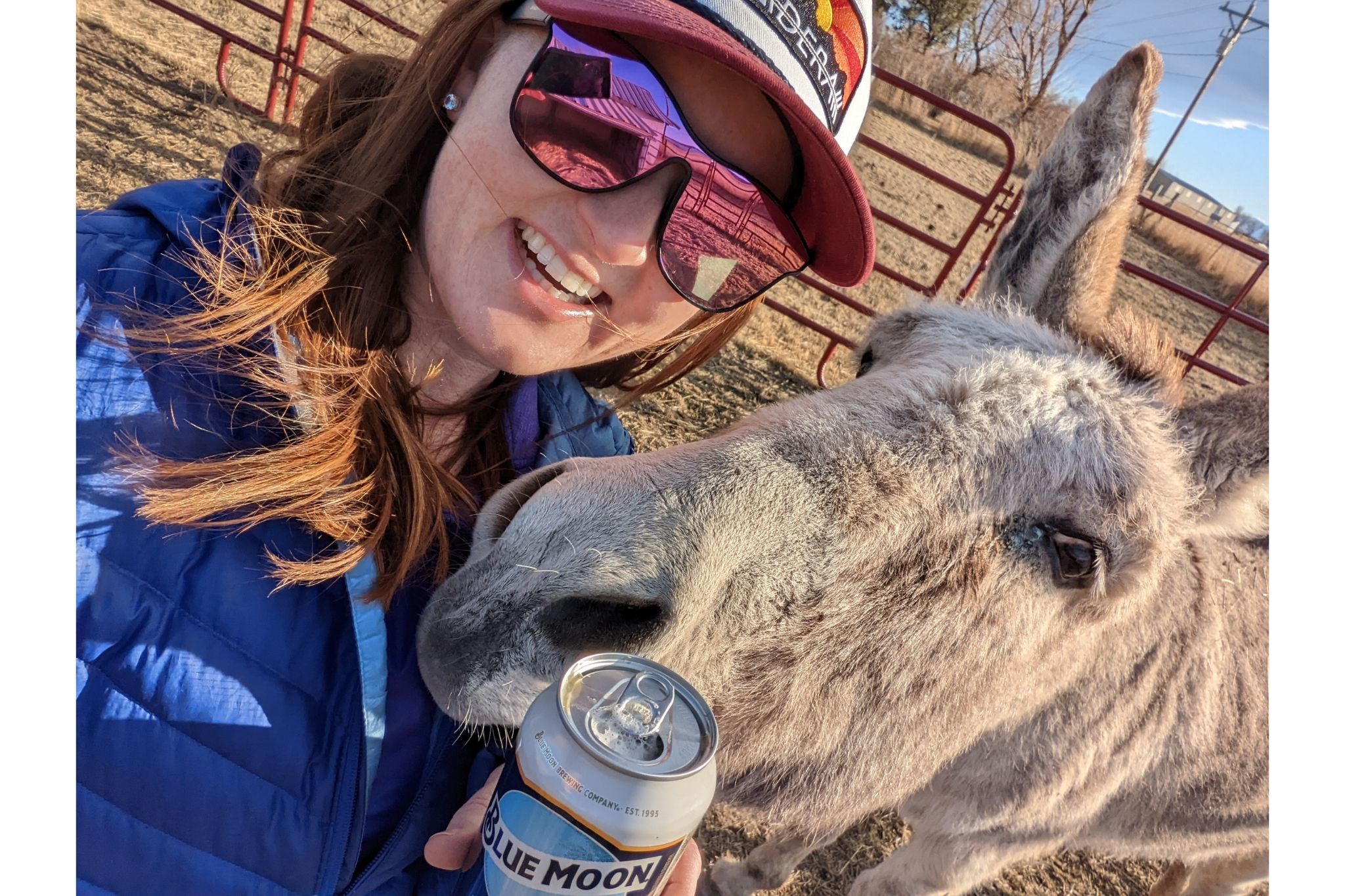 5 Simple Steps to Halter Training Your Wild Donkey - Horse Rookie